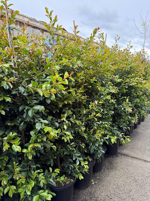 Lilly Pilly Backyard Bliss 1.7M tall 30cm pot - Plants in Reservoir VIC ...