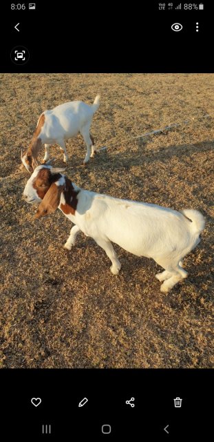Billy Goat. Boer Goat for sale | Livestock | Gumtree Australia ...