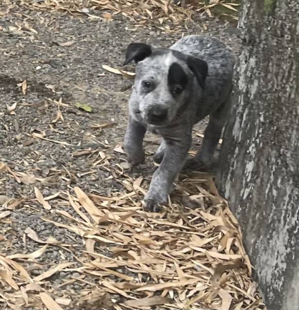 Australian Blue Stumpy Tale Cattle Dog puppy Male | Dogs & Puppies ...