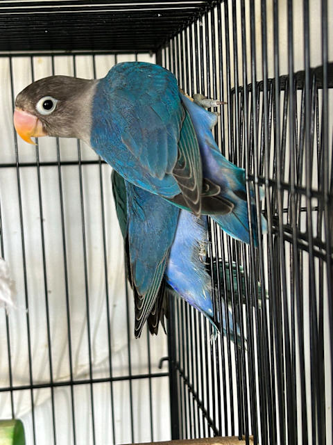 Birds Hand Raised Cockatiel, Aviary Lovebirds,Budgies , Quail | Birds ...