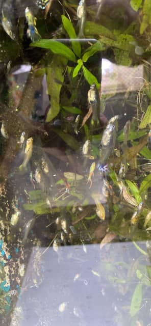 Colourful Endler Guppies | Fish | Gumtree Australia Caboolture Area ...