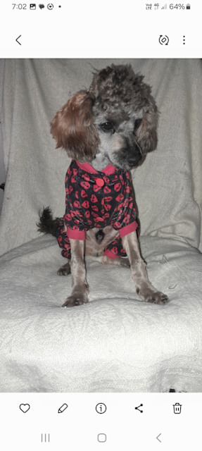 PURE BRED POODLE SMALL MINIATURE SABLE PUPPIES, 5 MONTHS OLD. | Dogs ...