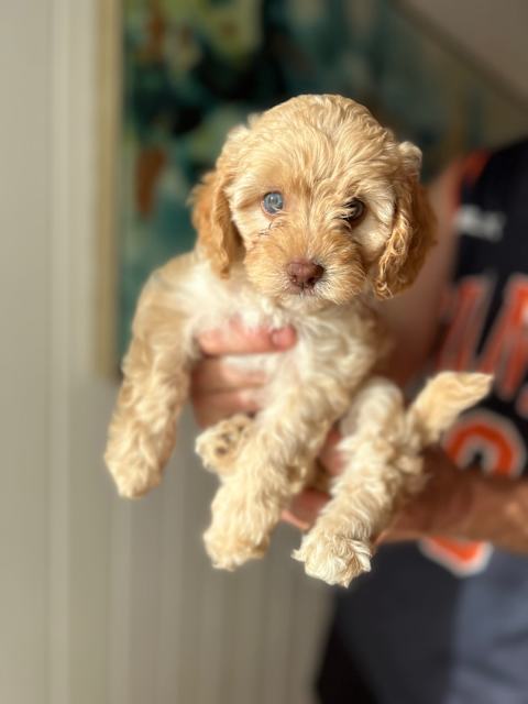 Cavoodle Puppies. Ready For Easter! | Dogs & Puppies | Gumtree ...