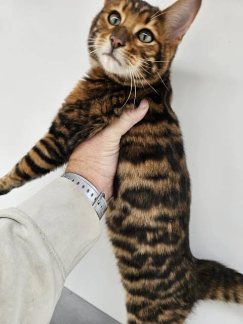 Cheap Purebred Toyger kittens | Cats & Kittens | Gumtree Australia ...