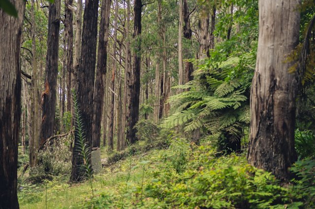 3472m2 forest for your Dream Home, 1Hr from Melbourne - Land for Sale ...