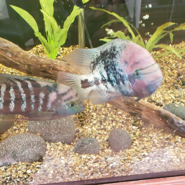 Vieja Synspilum x syn mammon cichlids | Fish | Gumtree Australia ...