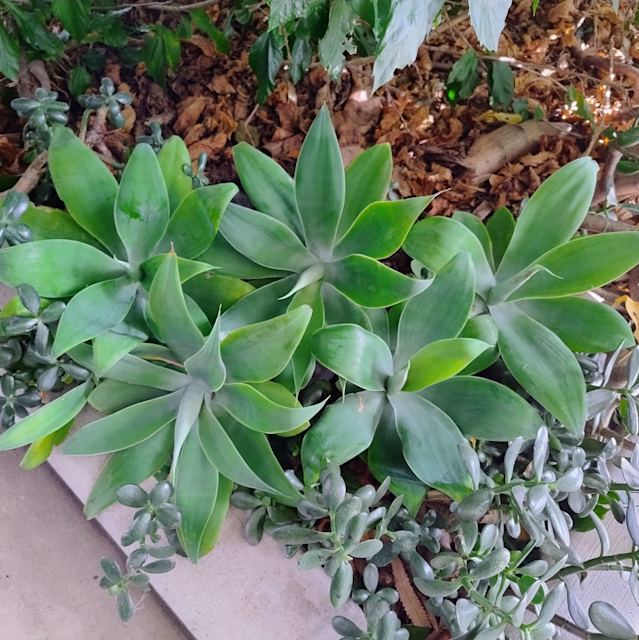 Five agave plants autumn special 50% off $50 for all 5 plants - Plants ...