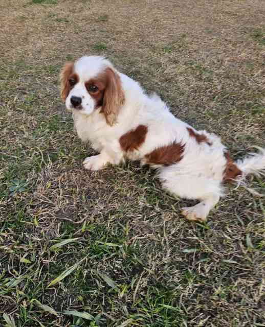 Pure-bred Cavalier King Charles DNA clear | Dogs & Puppies | Gumtree ...