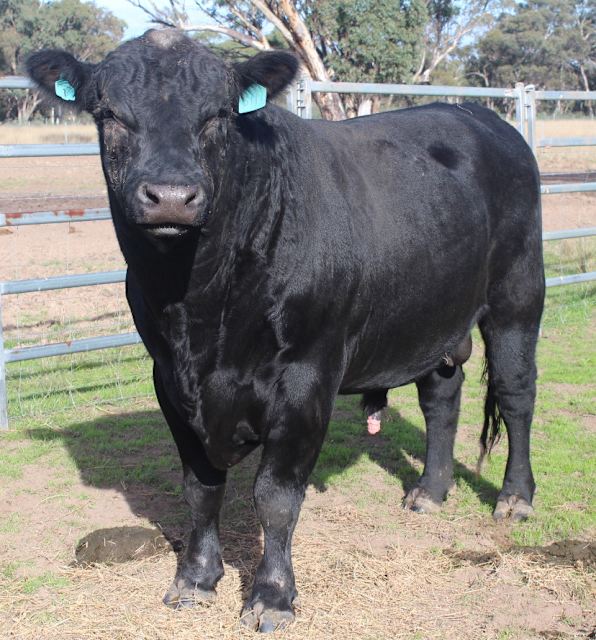 Black Angus Bull | Livestock | Gumtree Australia Mudgee Area - Gulgong ...