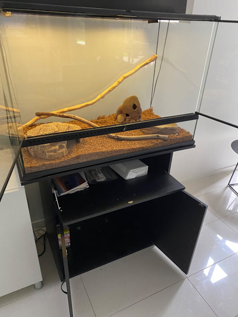 Adult female Stimsons python +/- Furnished enclosure and cabinet ...