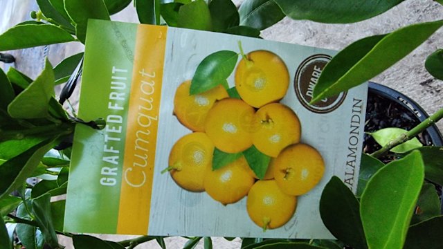 very bushy lots of fruits dwarf calamondin cumquat tree - Plants in ...