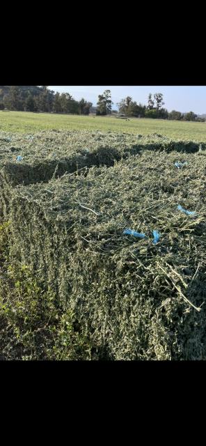 Lucerne Hay | Pet Products | Gumtree Australia Tamworth Surrounds ...