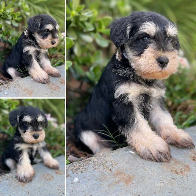Beautiful Purebred Miniature Schnauzer’s (2 Males) Ready 25/05/2025 ...