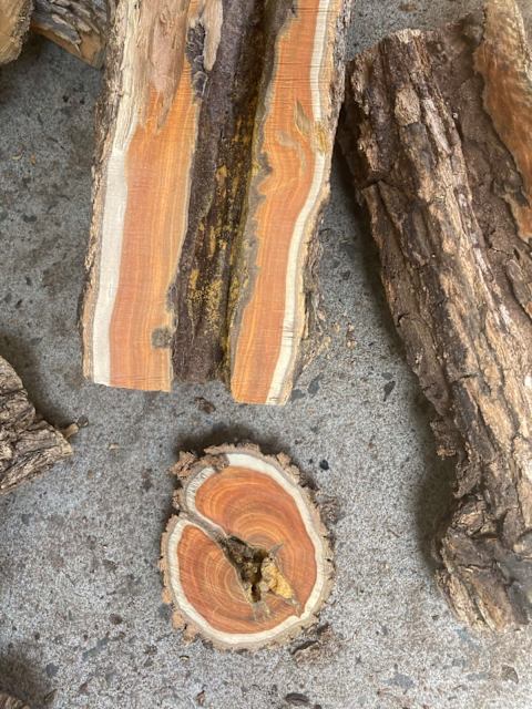 Conker berry Conkerberry timber branch pieces - Decorative Accessories ...