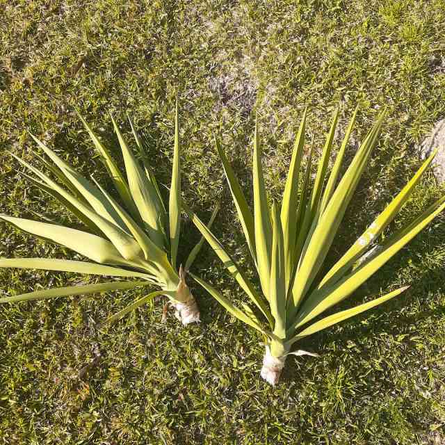 freebies Green yucca cuttings - Plants in Bligh Park NSW | Gumtree ...