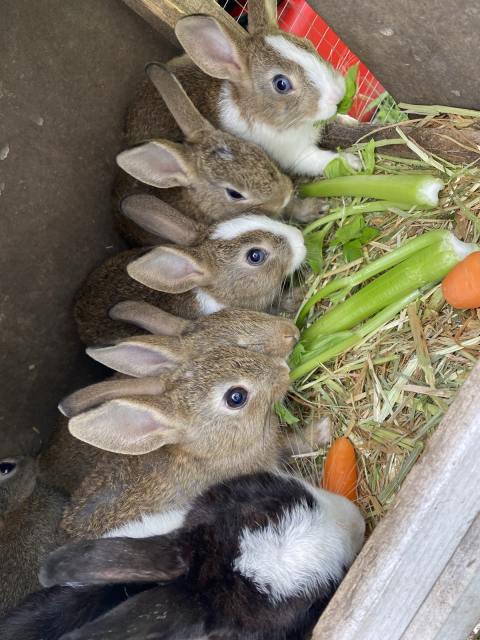 Netherland dwarf | Rabbits | Gumtree Australia Great Lakes Area ...