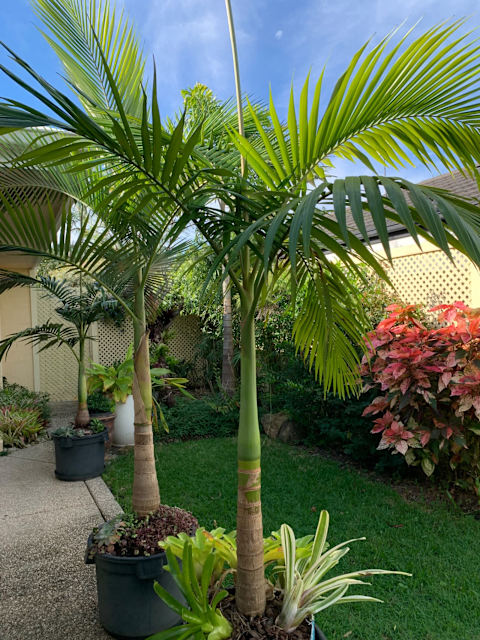 Two Beautiful Alexander Palms - Plants in Twin Waters QLD | Gumtree ...