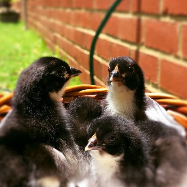 Chicks & Pullets-Australorps Pure Breeds & Hybrids, Splash, Blue Black ...