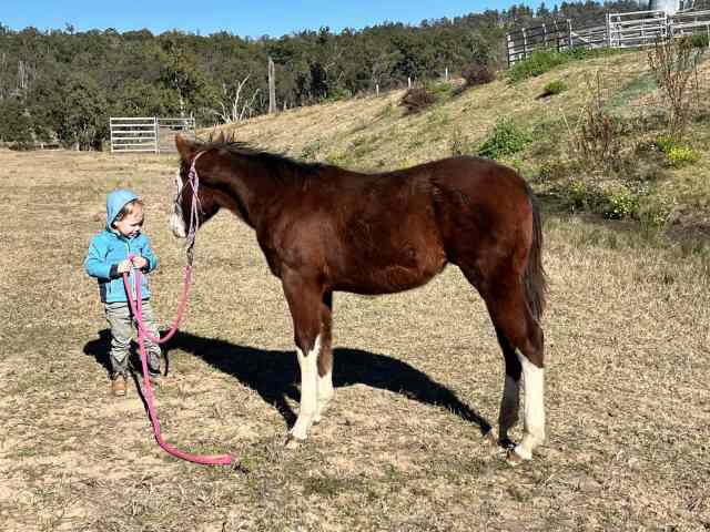 Registered Bay Splash Colt | Horses & Ponies | Gumtree Australia ...