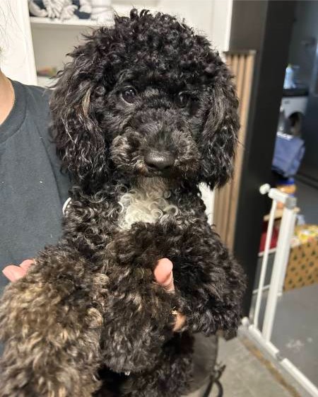 F2 Toy cavoodle stud | Other Pet Services | Gumtree Australia ...