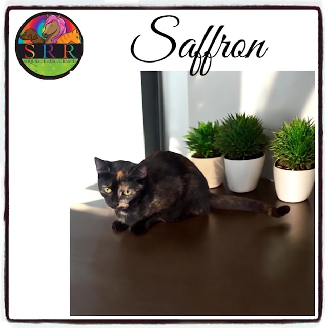 Saffron - Soquilichi Rescue Ranch | Cats & Kittens | Gumtree Australia ...