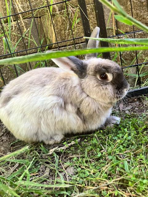 Rabbits x 2 | Rabbits | Gumtree Australia Yarra Ranges - Launching ...