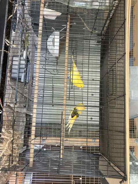 Canary one pair | Birds | Gumtree Australia Banyule Area - Bundoora ...