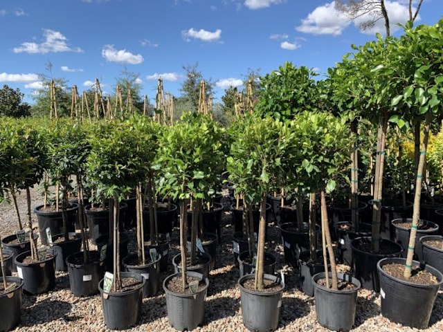 Ficus Hillii Emerald Green Standards in 200 & 250mm Pots - Plants in ...