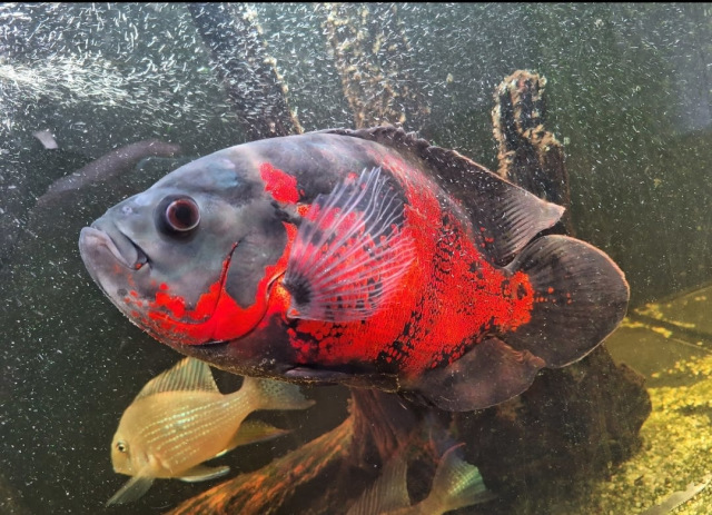 FISH NEEDING NEW HOMES | Fish | Gumtree Australia Ipswich City ...