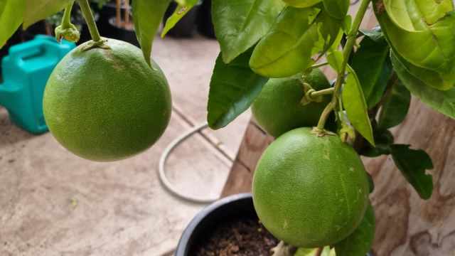 Huge fruiting white Pomelo tree in 30cm pot - Plants in Noble Park VIC ...