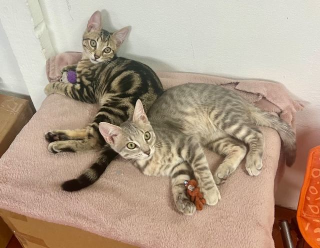 Wanted: loving forever home for 2 bonded brother kittens | Cats ...