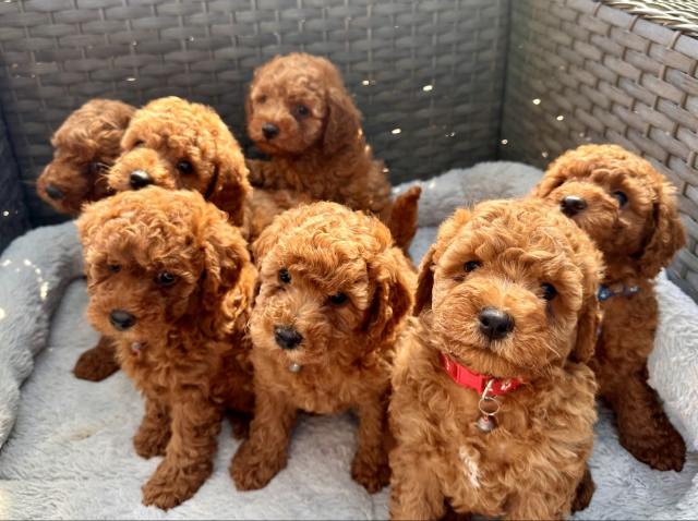 Adorable Purebred Ruby Red small POODLES ..PEDIGREE LINEAGE 🐾 ️ | Dogs ...