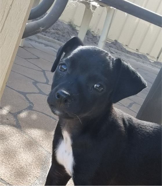 Thunder - Perth Animal Rescue Inc vet work Dog/Puppy | Dogs & Puppies ...