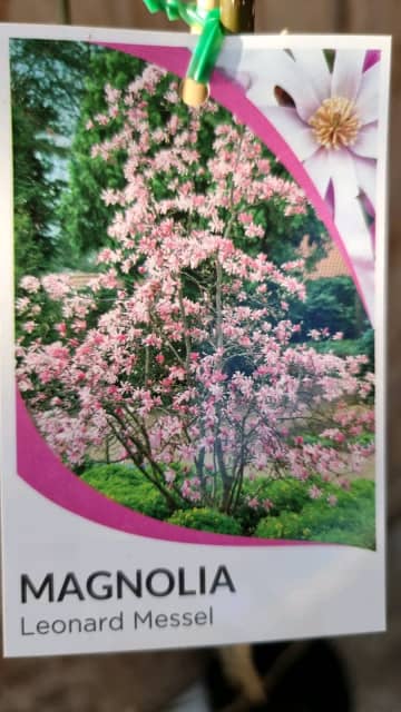 Big and bushy magnolia Leonard Messel tree in 20cm pot - Plants in ...