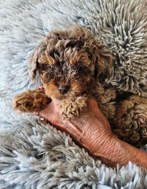 Phantom Merle Toy Poodle Puppies *Available Now* | Dogs & Puppies ...