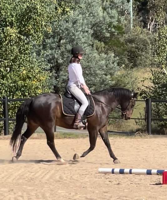 Beautifully educated allrounder | Horses & Ponies | Gumtree Australia ...