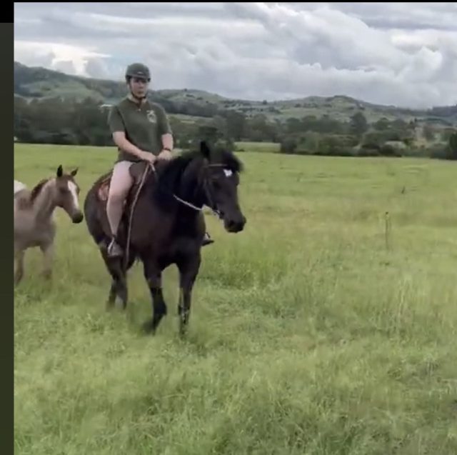 Black SH Gelding | Horses & Ponies | Gumtree Australia Gympie Area ...