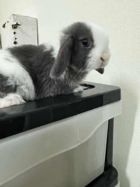 Pure bred mini lop baby rabbits | Rabbits | Gumtree Australia Bankstown ...