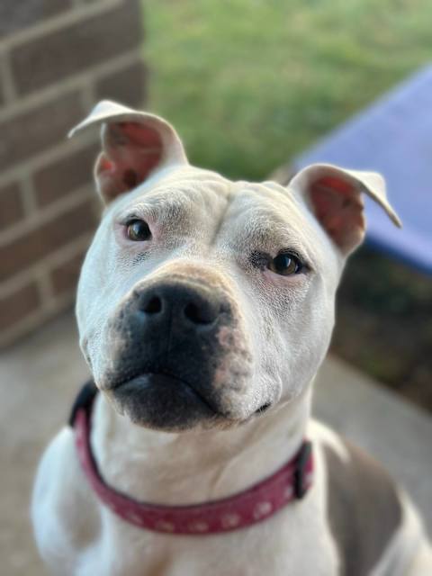 Female American Staffy - re-homing - ASAP | Dogs & Puppies | Gumtree ...