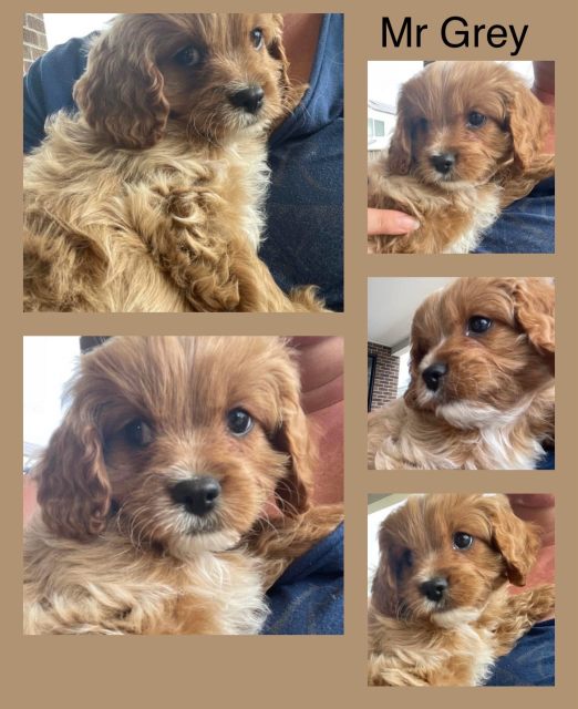 First Generation Miniature Cavoodle Puppies - ONLY 4 LEFT | Dogs ...