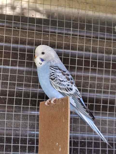 Young Budgies | Birds | Gumtree Australia Macedon Ranges - Romsey ...