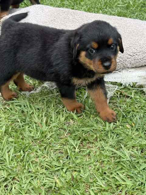Beautiful pure breed Rottweiler pup | Dogs & Puppies | Gumtree ...