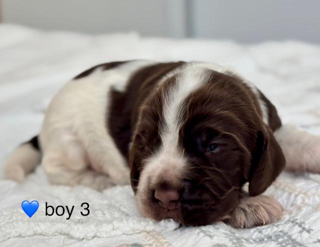 Purebred Liver English Cocker Spaniel Puppies | Dogs & Puppies ...