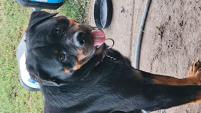Purebred Bobtail Rottweiler | Dogs & Puppies | Gumtree Australia ...