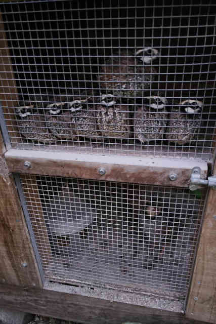 5 male Bob white quails | Birds | Gumtree Australia Darebin Area ...