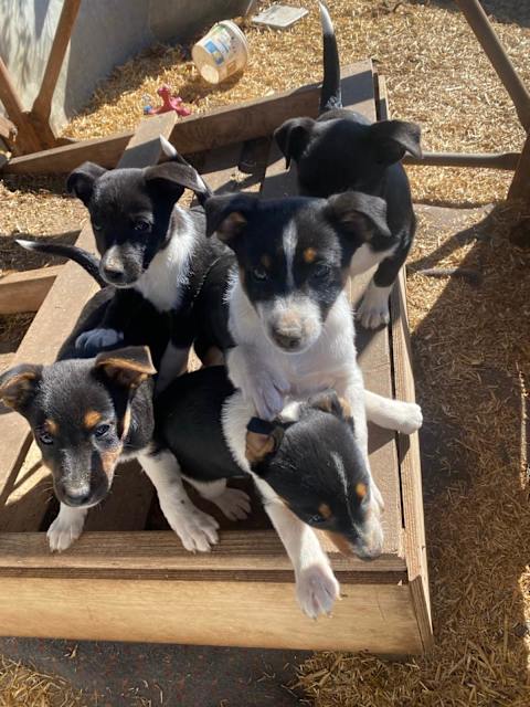 Mini Foxy X Border Collie | Dogs & Puppies | Gumtree Australia Moira ...