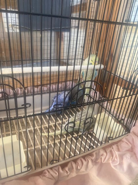 4 x Budgie babies | Birds | Gumtree Australia Rockingham Area - Port ...