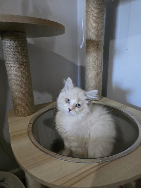 BEAUTIFUL BLUE BI COLOUR DESEXED KITTEN | Cats & Kittens | Gumtree ...