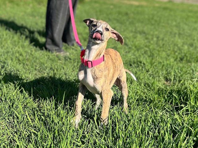 Purebred Whippet Pups (x2) | Dogs & Puppies | Gumtree Australia Casey ...