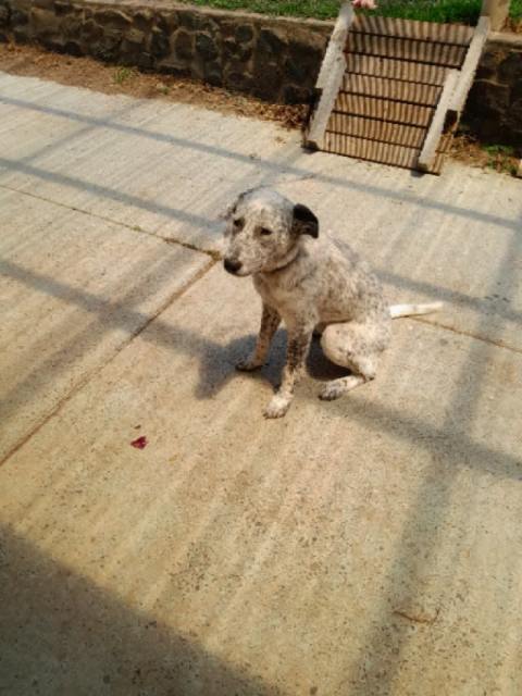 amazing puppy for sale | Dogs & Puppies | Gumtree Australia Gosford ...